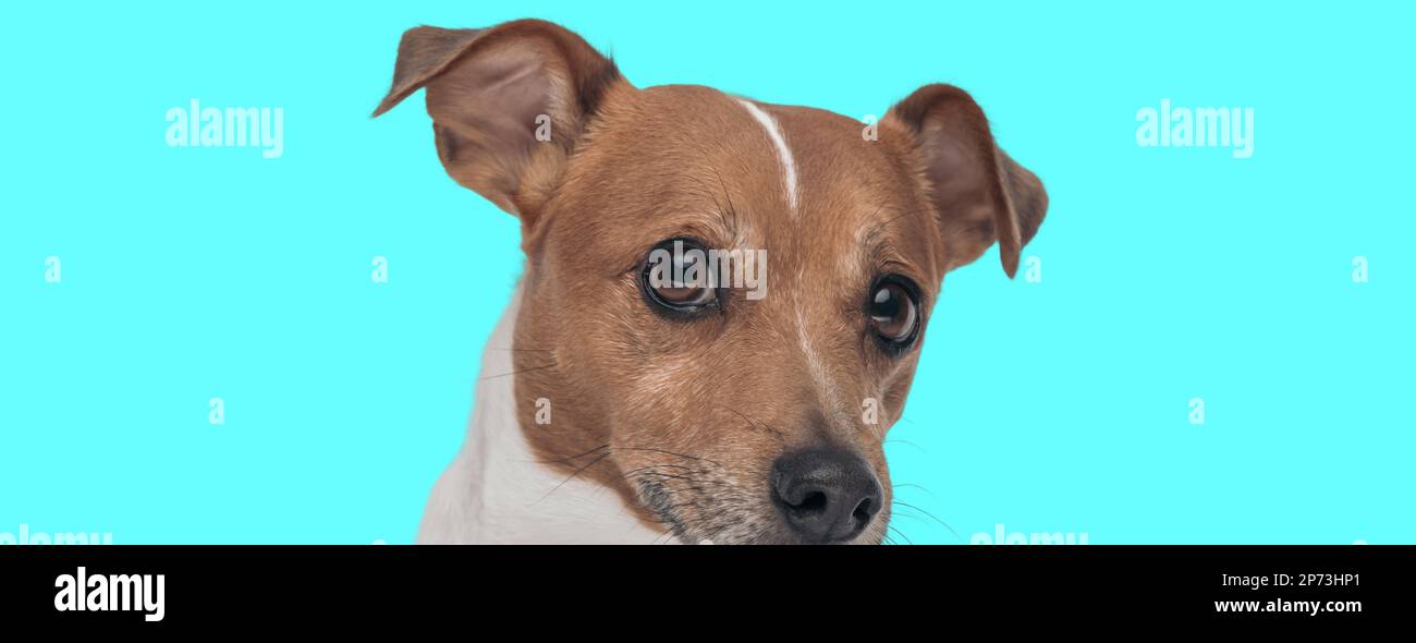 Picture of adorable jack russell terrier dog hiding his face in an ...