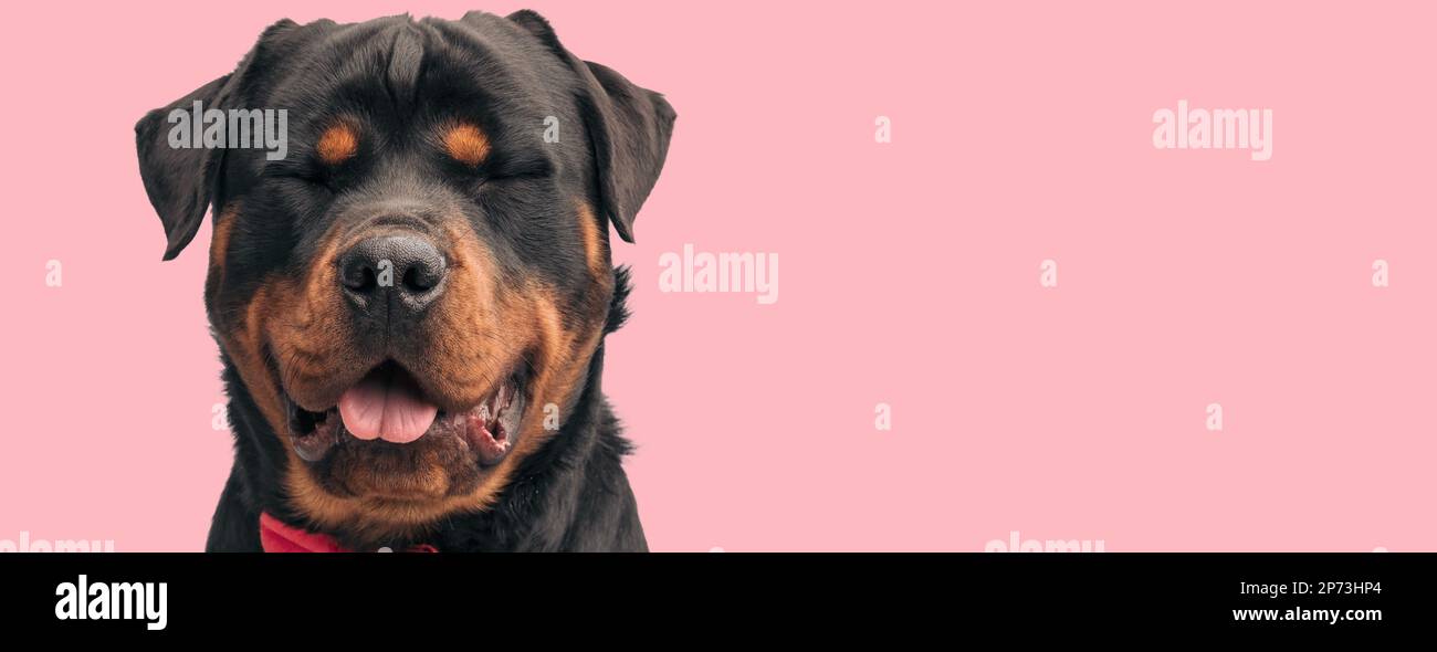Picture of beautiful rottweiler dog sticking out tongue and mocking in ...