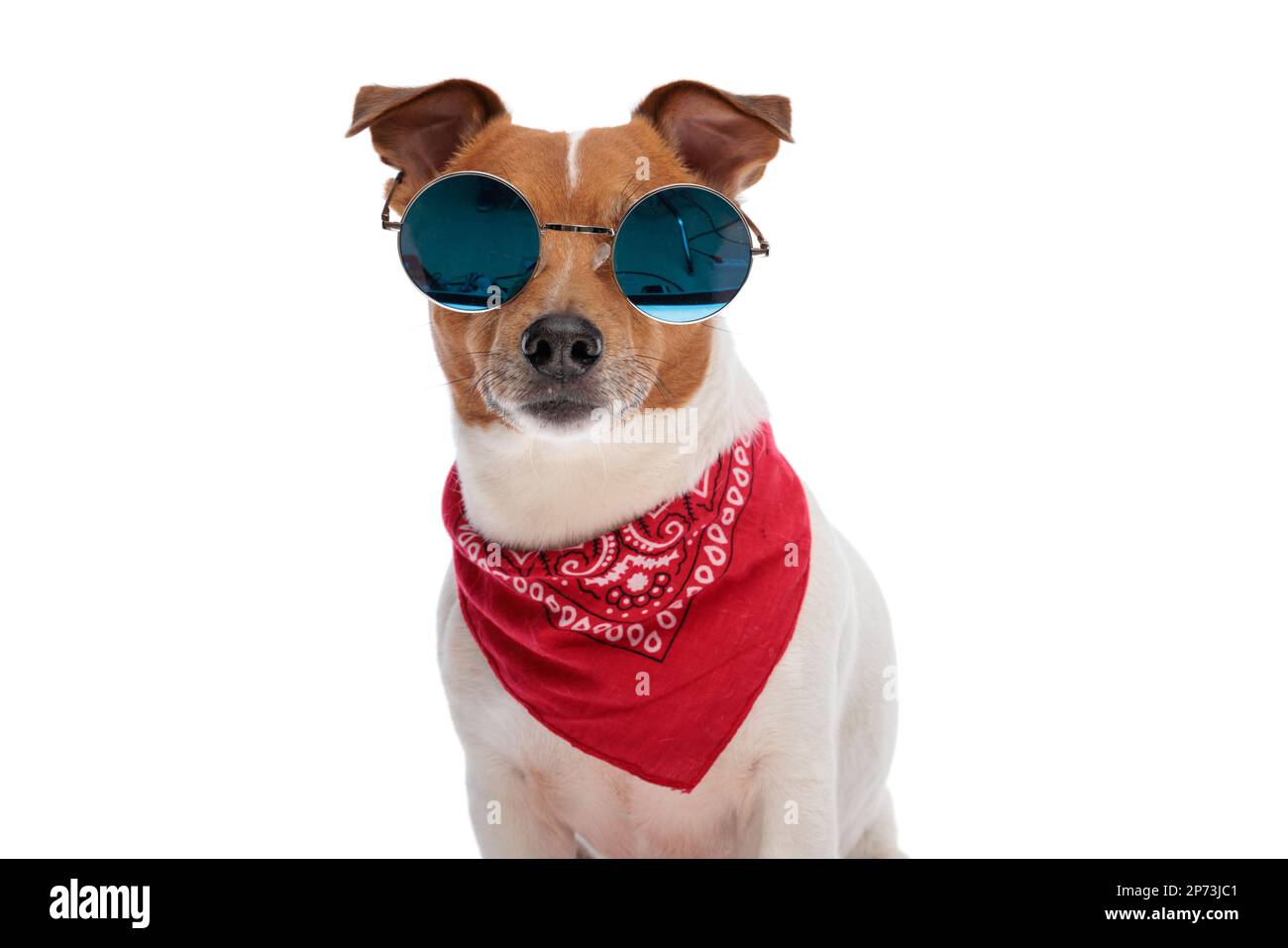 portrait of cool jack russell terrier dog wearing red bandana and ...