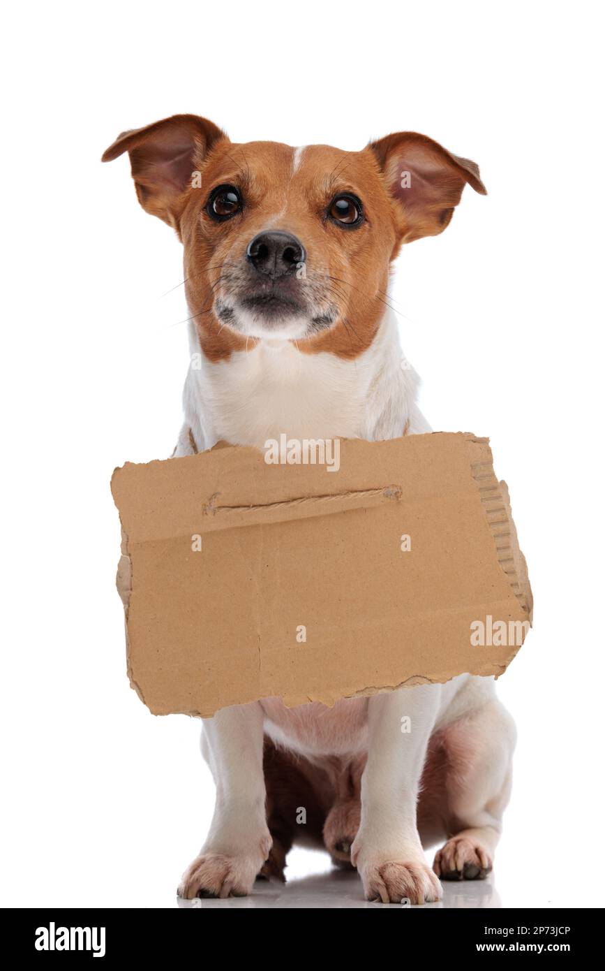cute russell terrier puppy wearing carton sign for adoption and looking ...