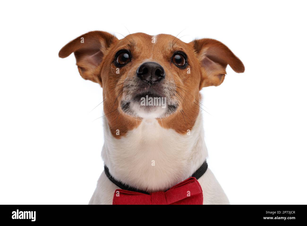 sweet little jack russell terrier wearing red bowtie and looking up ...