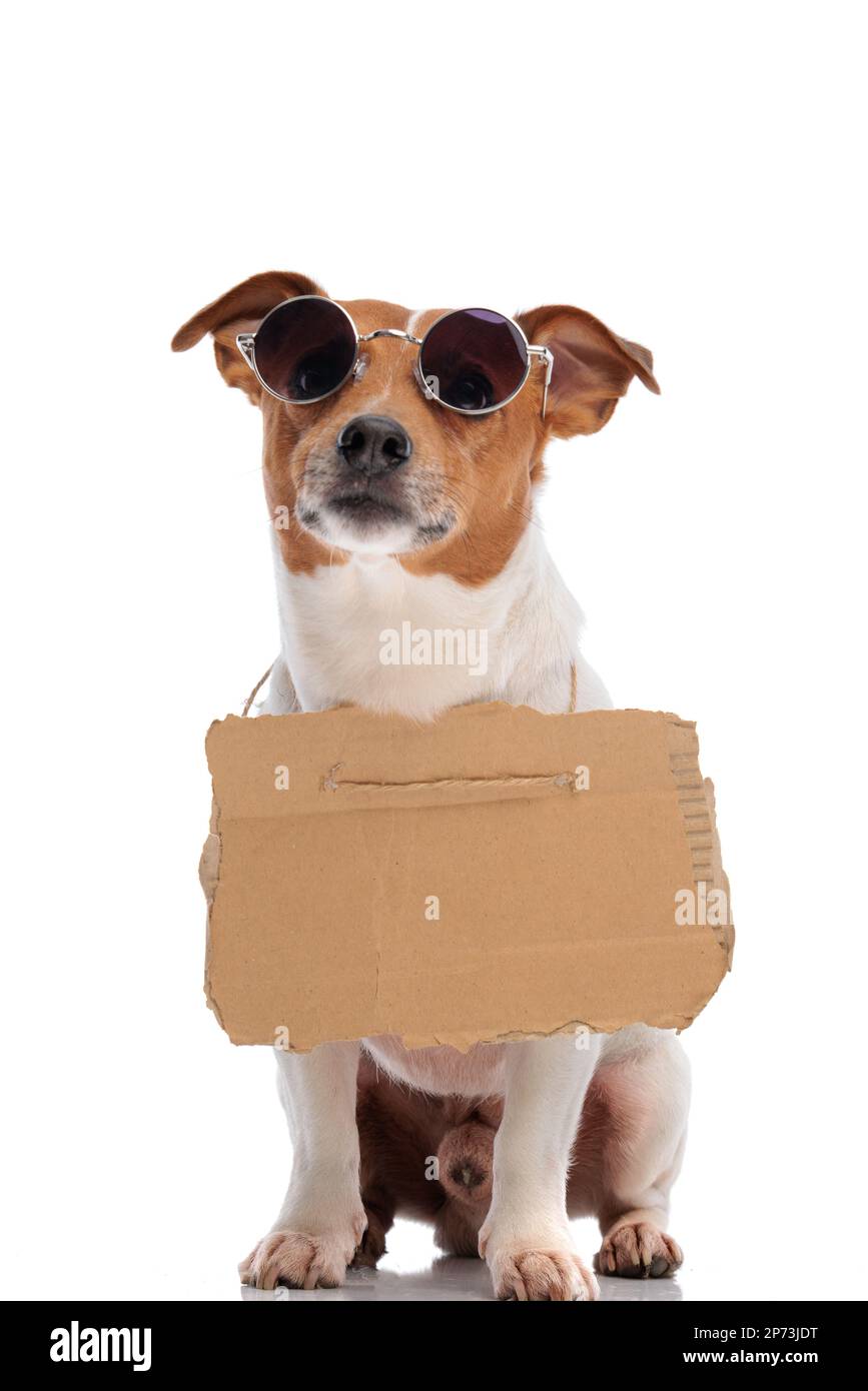 street jack russell terrier dog wearing sunglasses and carton sign for ...
