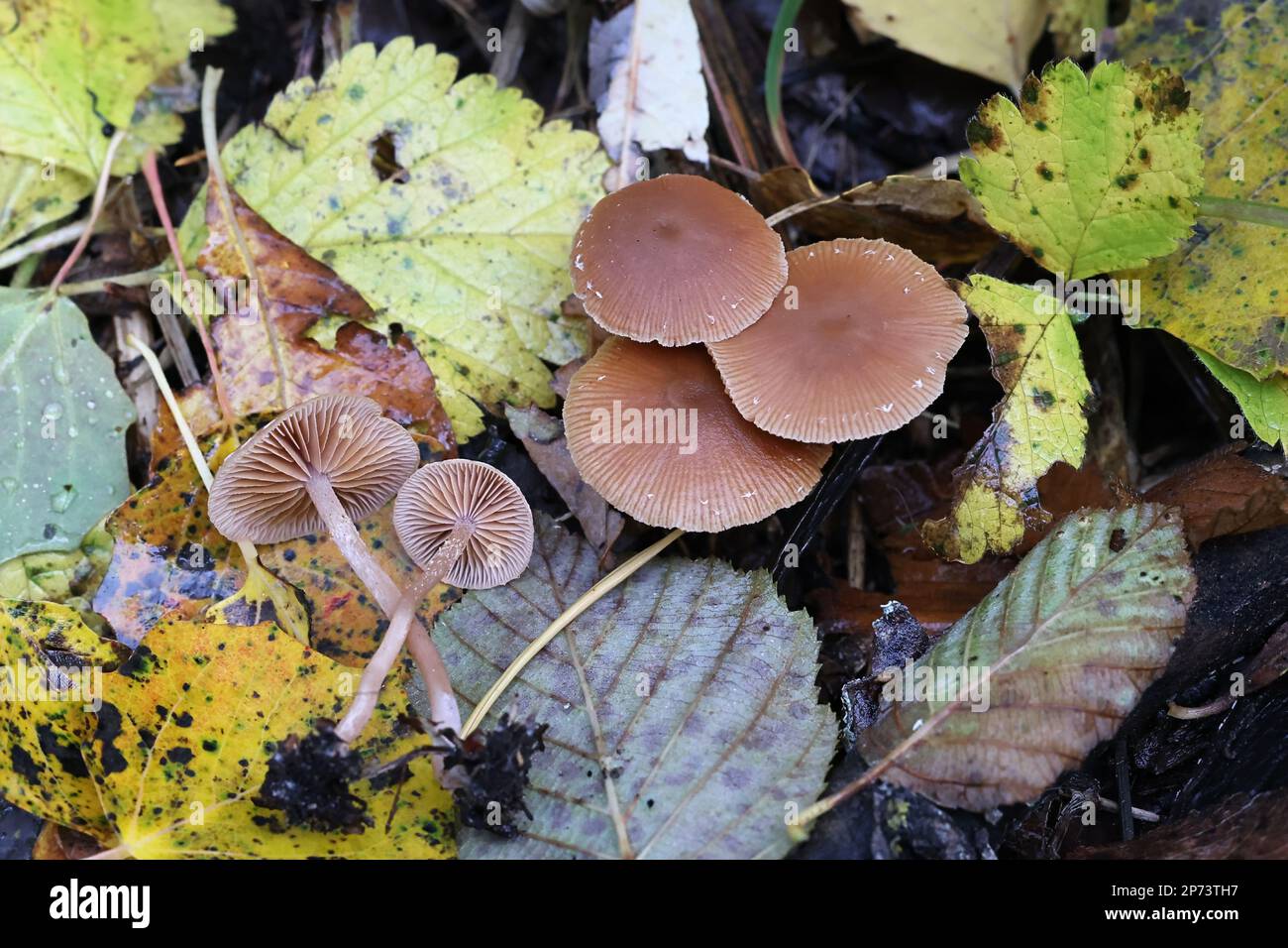 Tubaria furfuracea, commonly known as the scurfy twiglet, wild mushroom ...