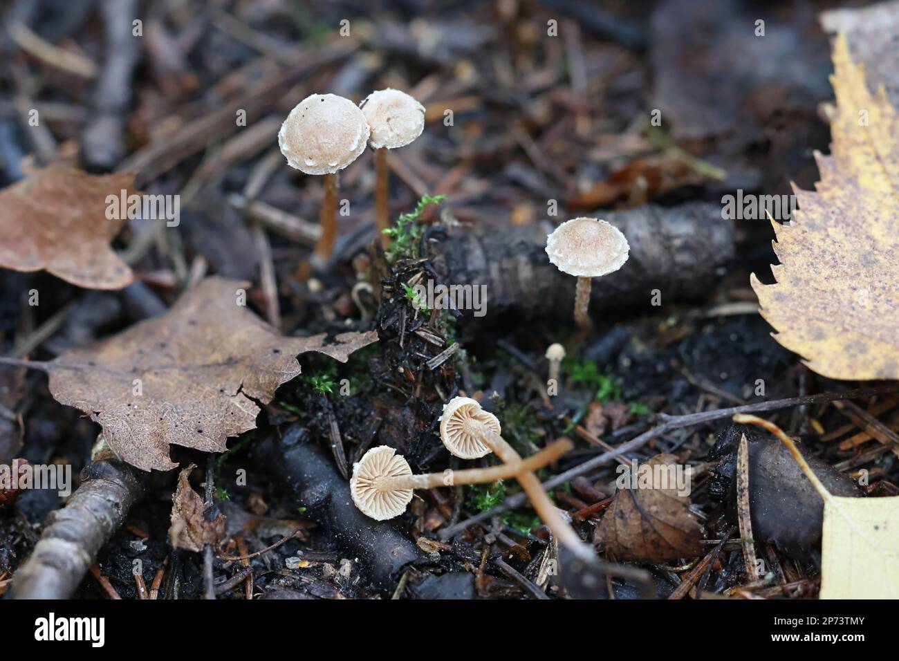Tubaria conspersa, commonly known as the felted twiglet, wild mushroom ...