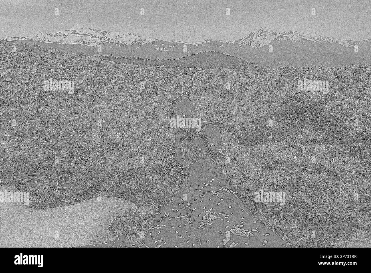 Female crossed legs on crocus flowers hill engraving hand drawn sketch ...