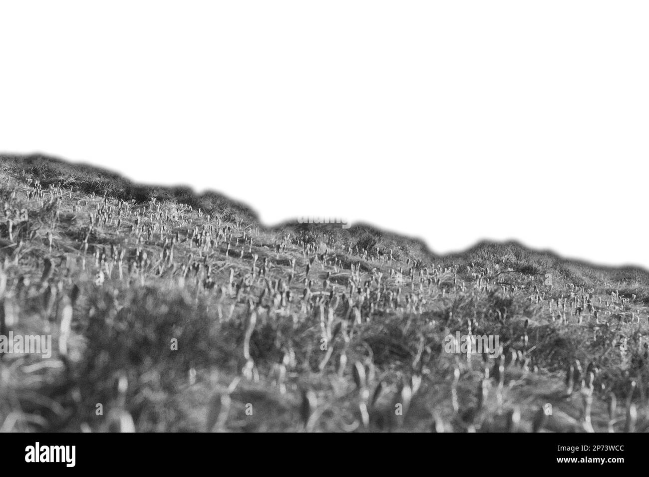 Blurred early flowers meadow on grass hill slope isolated JPG hand ...