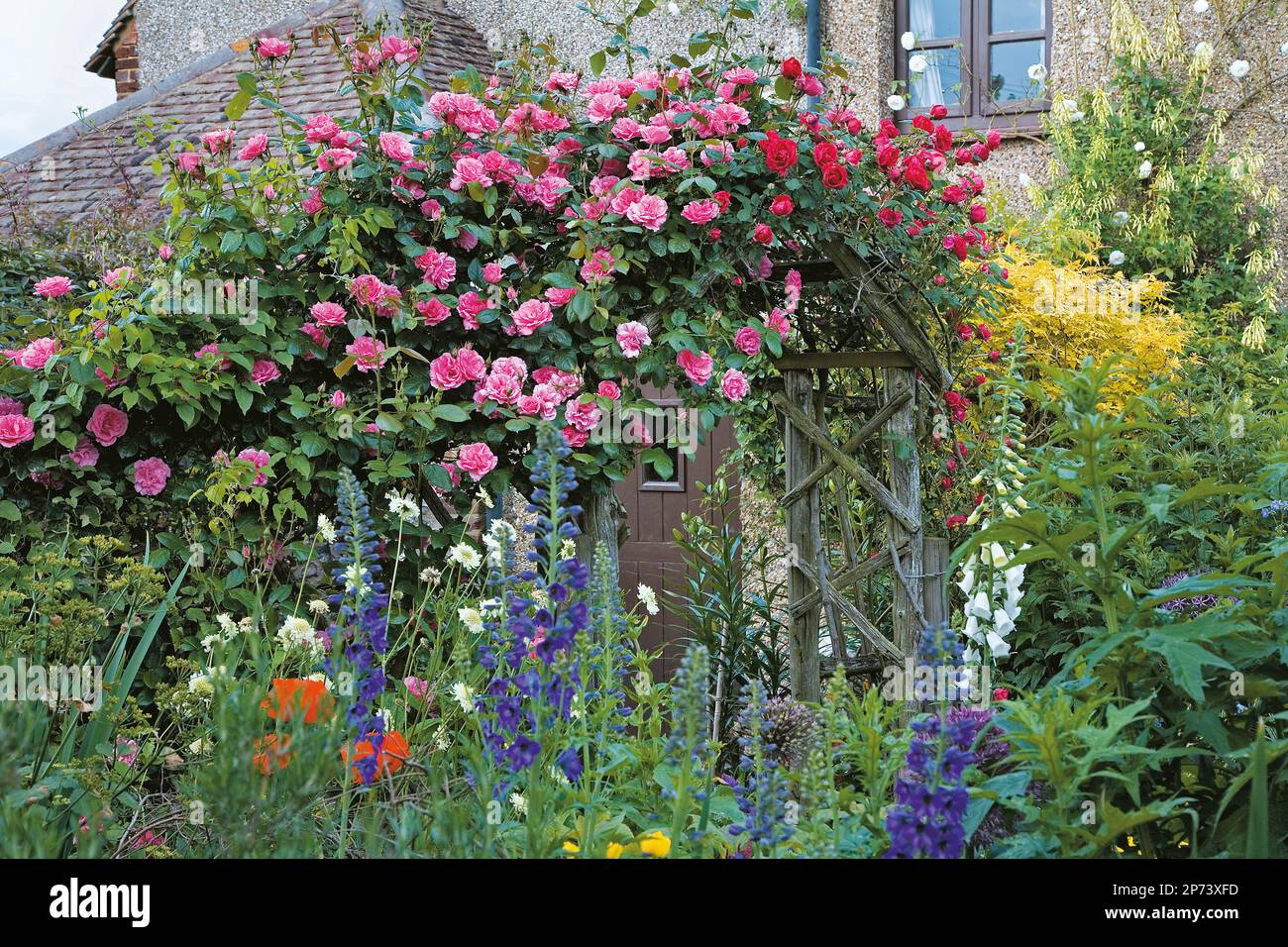 Climbing roses over rustic arch with spiring delphinium Stock Photo - Alamy