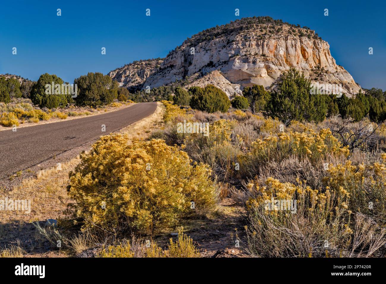 Mark Point at Johnson Canyon Road, rabbitbush, pinyon junipers ...