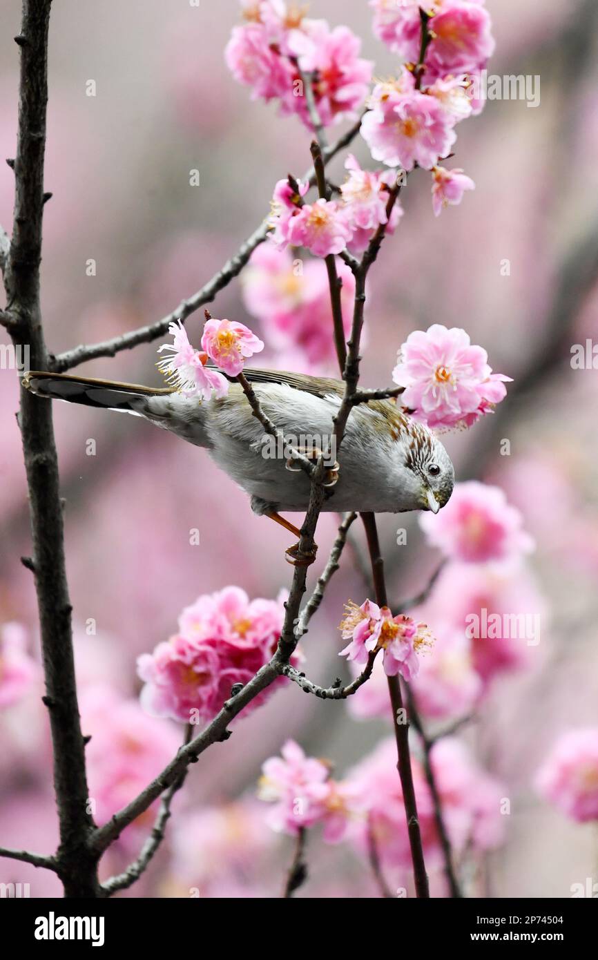 RENHUAI, CHINA - MARCH 8, 2023 - A bird plays on a branch in full bloom ...