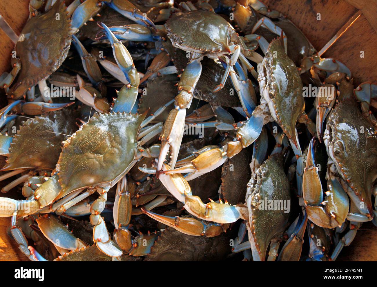 Virginia Blue Crab