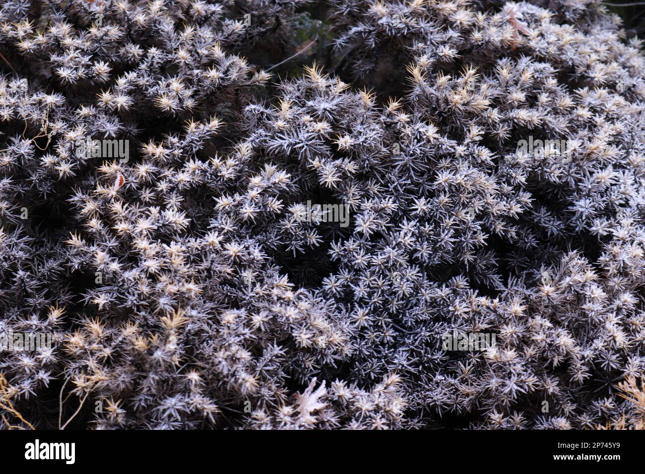 The thorn is covered with frost Stock Photo - Alamy