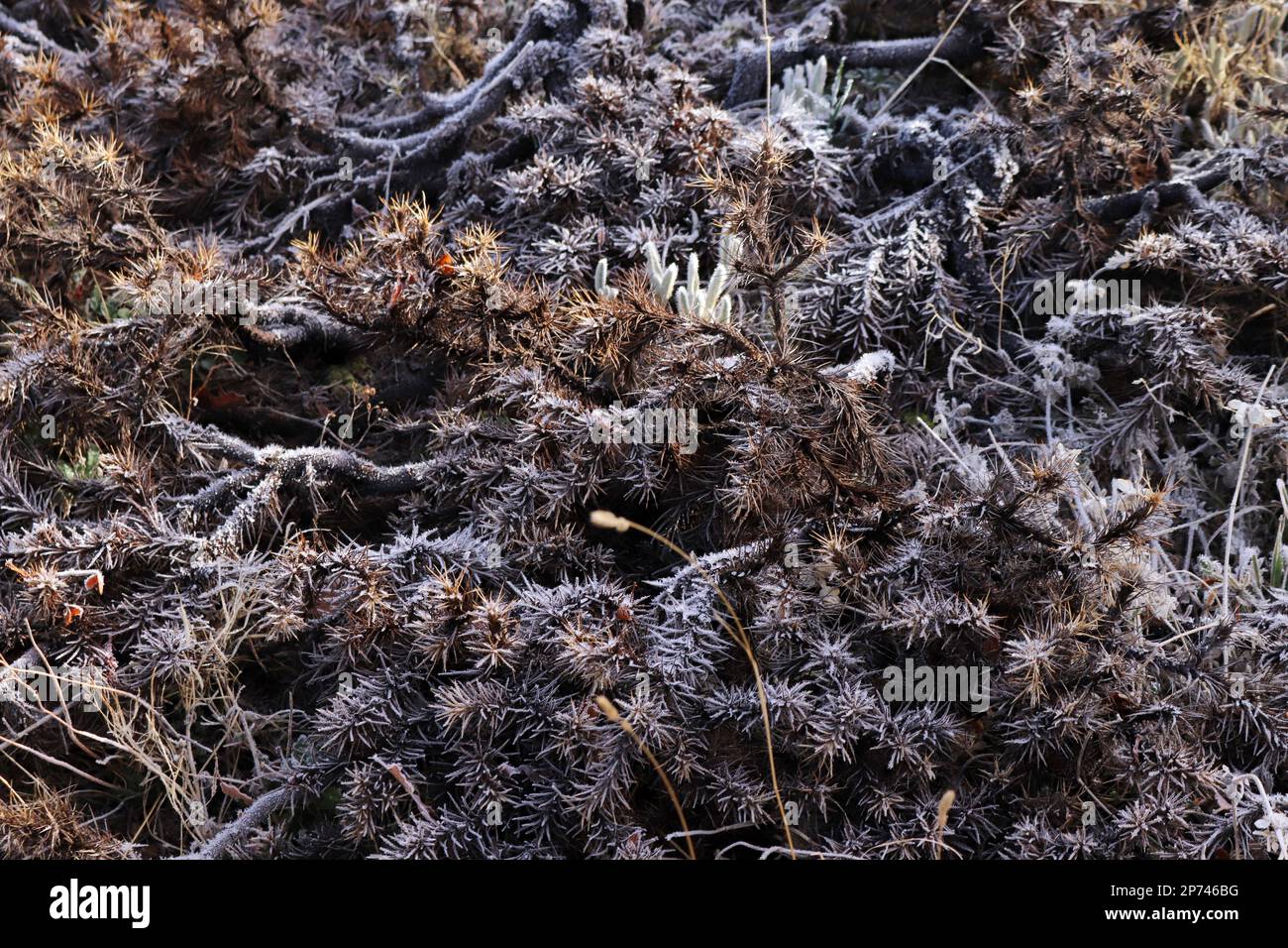 The thorn is covered with frost Stock Photo - Alamy