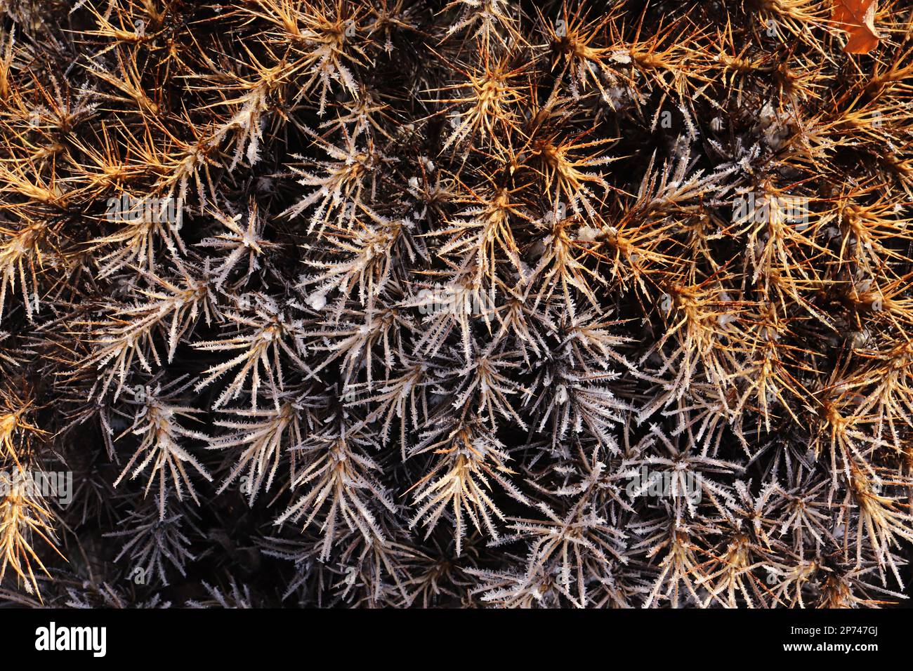 The thorn is covered with frost Stock Photo - Alamy