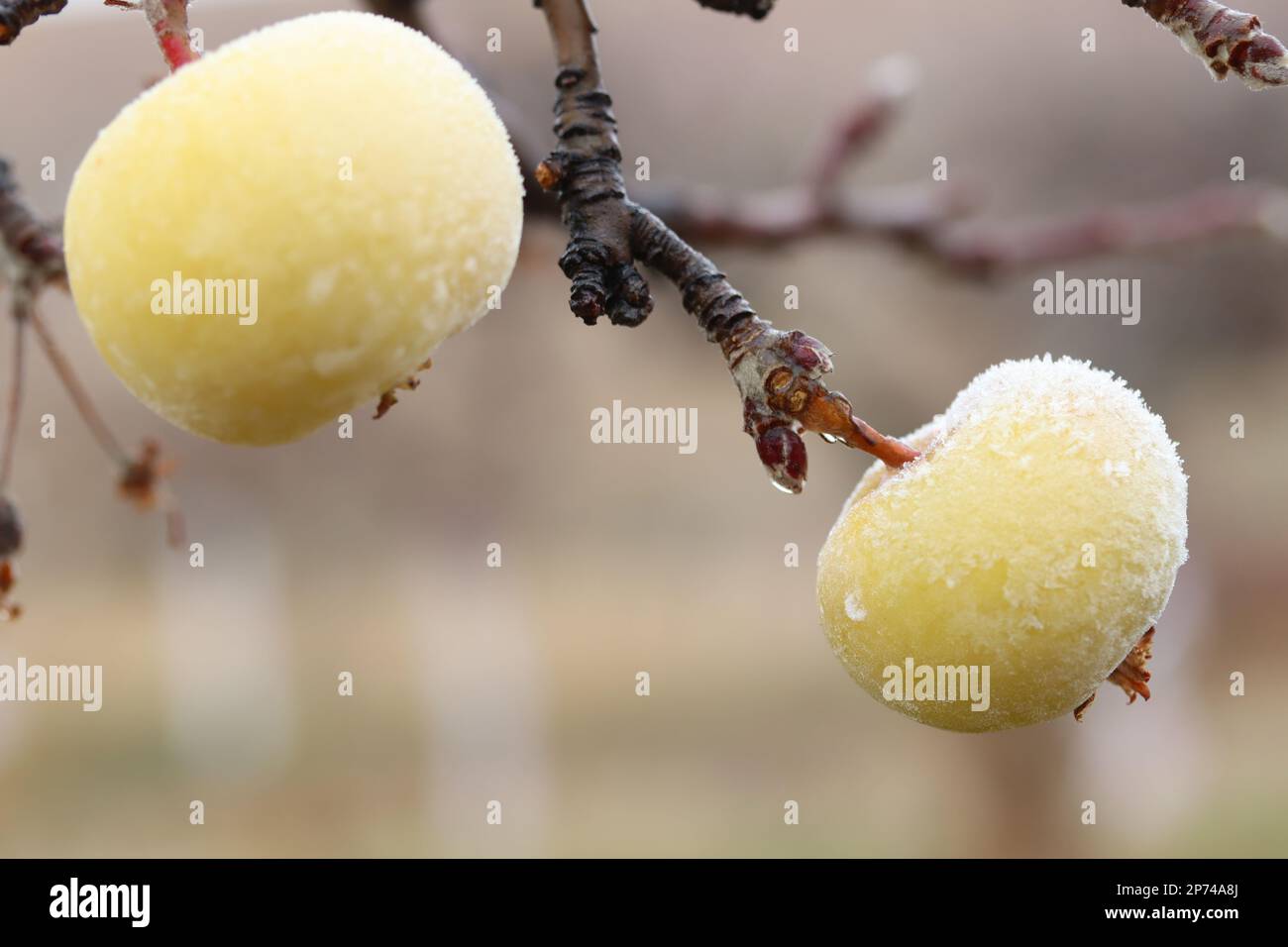 frozen apples in apple orchard Stock Photo - Alamy