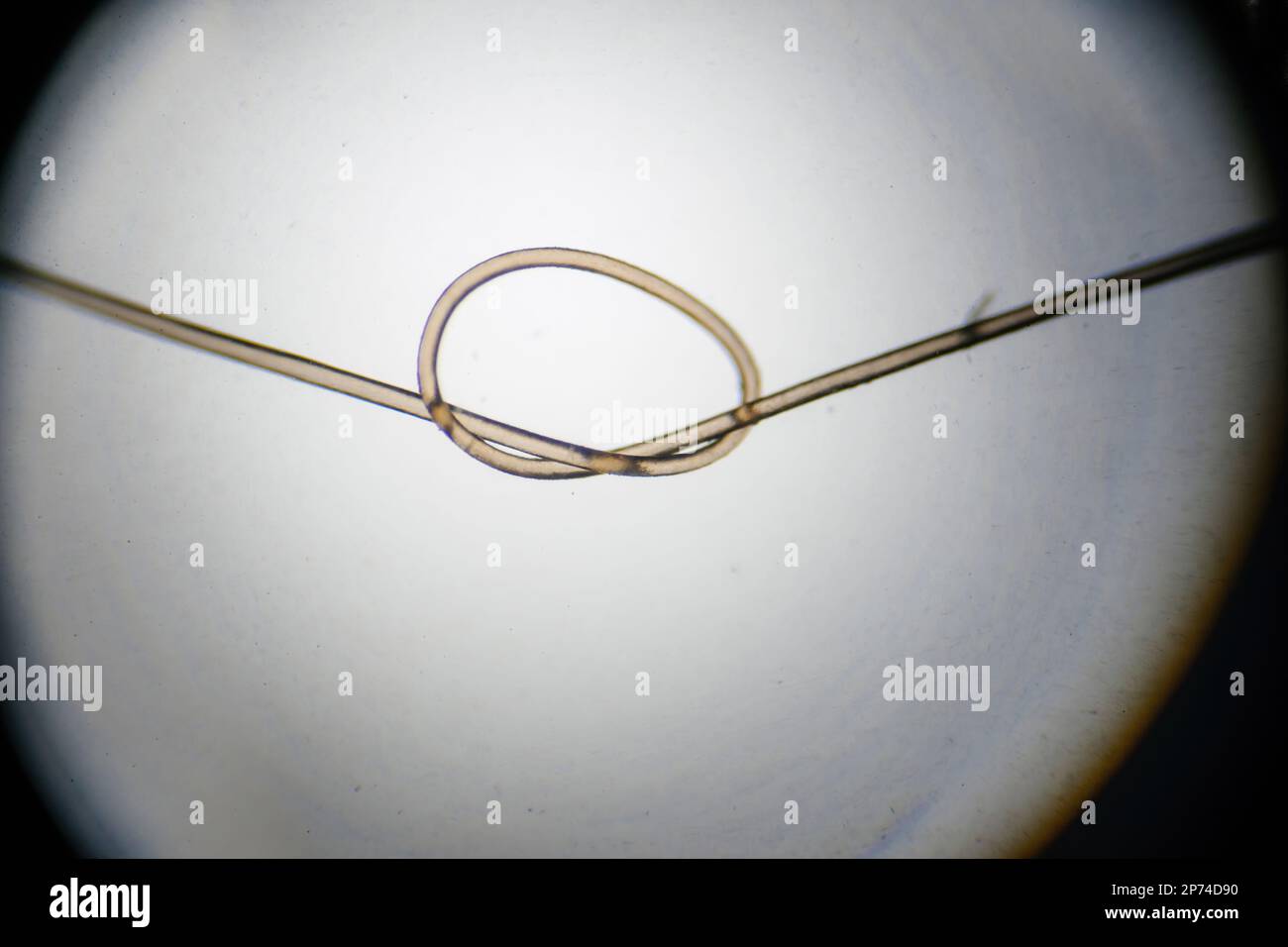 Ultra macro shot of human hair seen under a microscope Stock Photo - Alamy