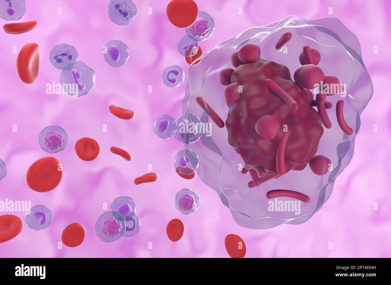 Histology bone marrow hi-res stock photography and images - Alamy