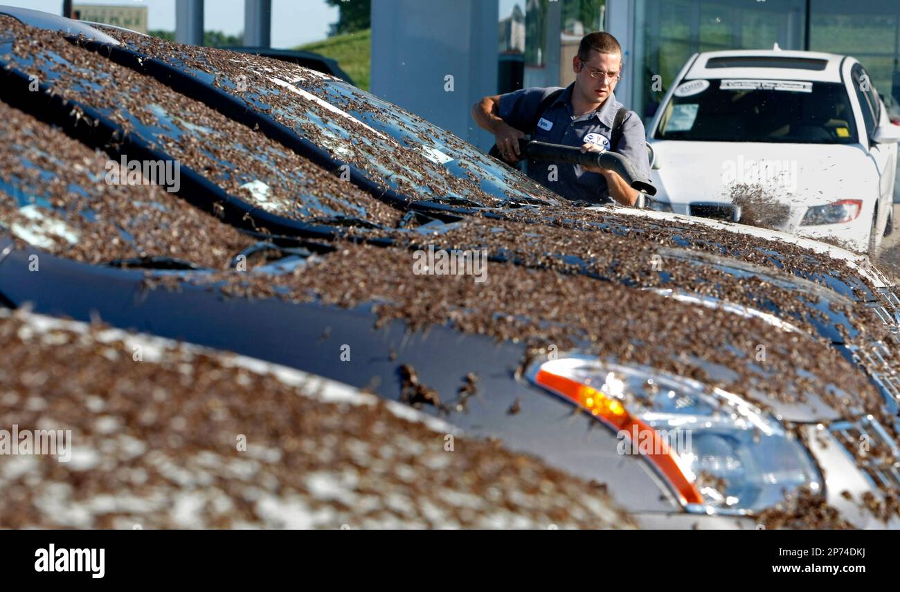 Ryan Vosberg clean up masses of dead and dyeing Mayflies from cars at ...