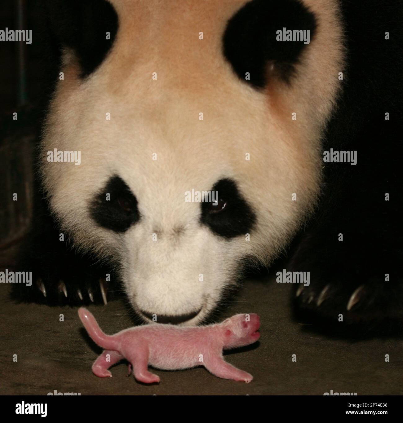 19-year-old giant panda Li Li takes care of her female panda cub at the ...