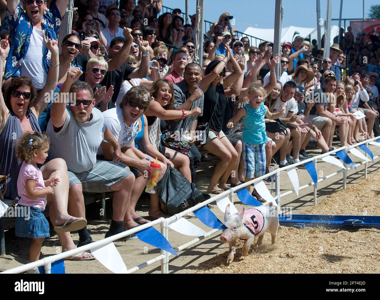 Strawberry trails the field during the All-Alaskan Pig Races held at ...