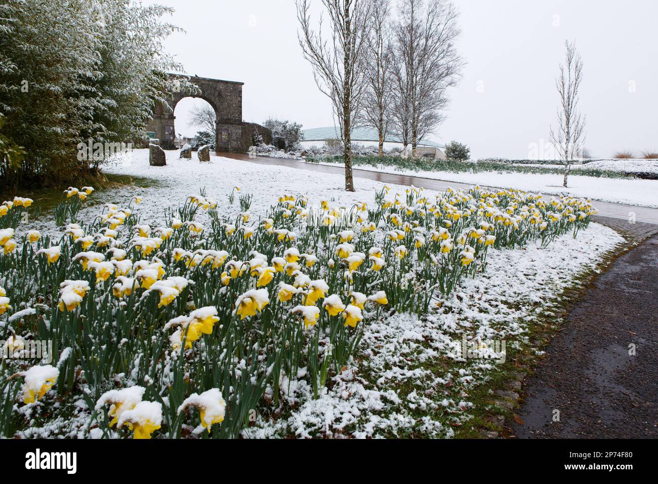 Llanarthne, Carmarthenshire, Wales. 8th March 2023. Snow falls in the ...