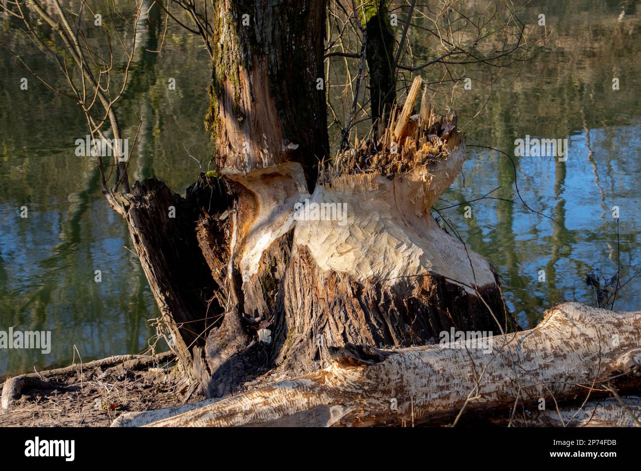 Tree trunk damaged by a beaver Stock Photo - Alamy