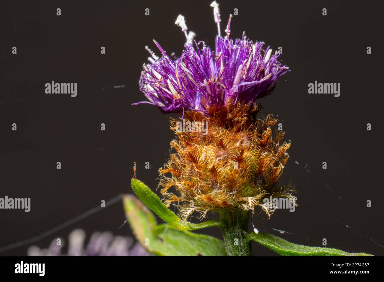 Centratherum plant hi-res stock photography and images - Alamy