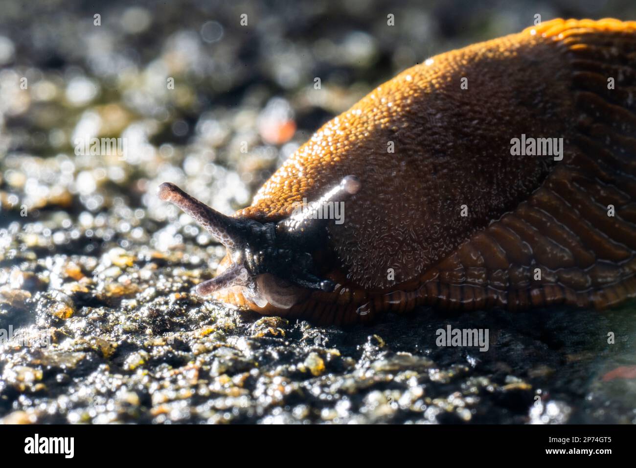Brown spanish slug hurrying over asphalt Stock Photo - Alamy