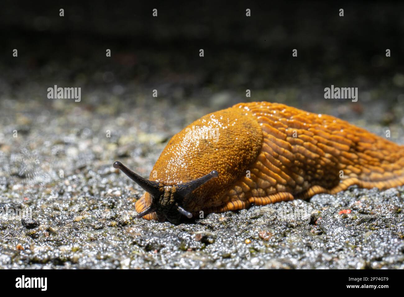 Brown spanish slug hurrying over asphalt Stock Photo - Alamy