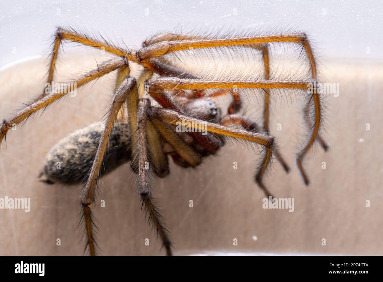 Macro photo of a Eratigena atrica also known as Giant house spider ...