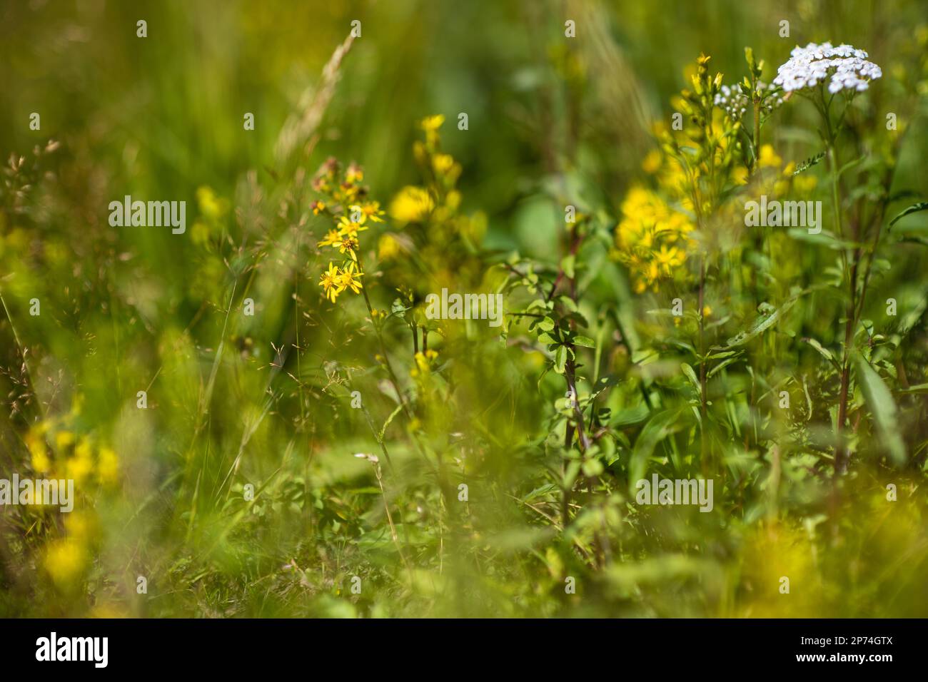 Wild flowers in a green grass field Stock Photo - Alamy