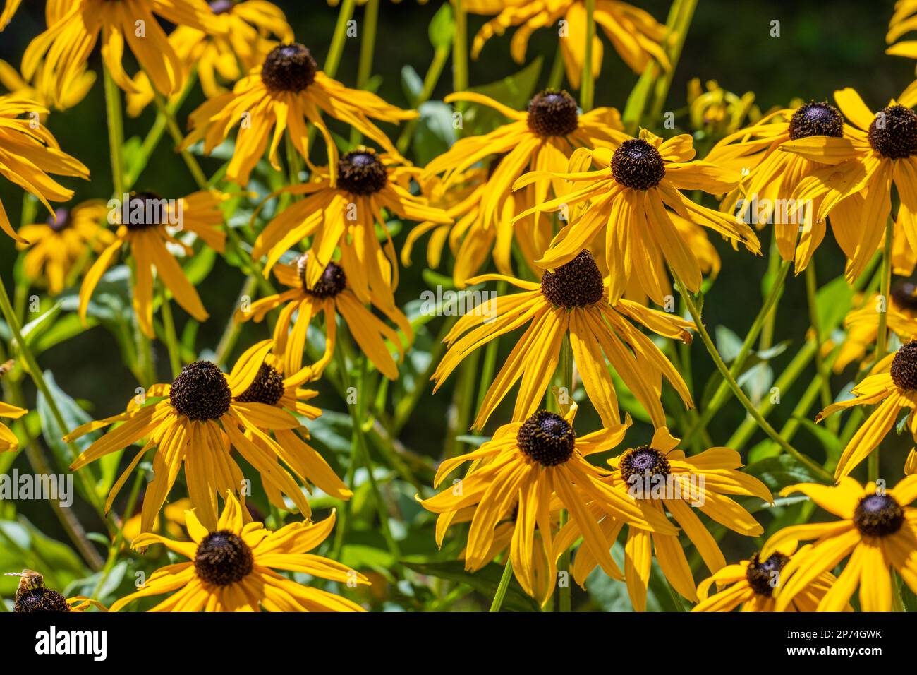 Yellow Rudbeckia hirta flowers in a garden Stock Photo - Alamy