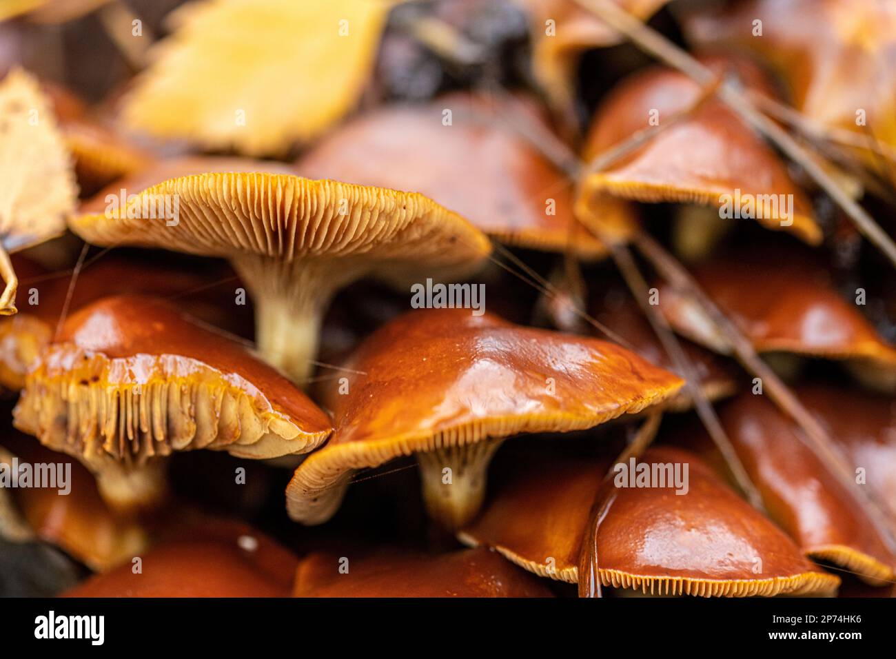 Cluster of Lactarius subdulcis Mild Milkcap mushrooms Stock Photo - Alamy