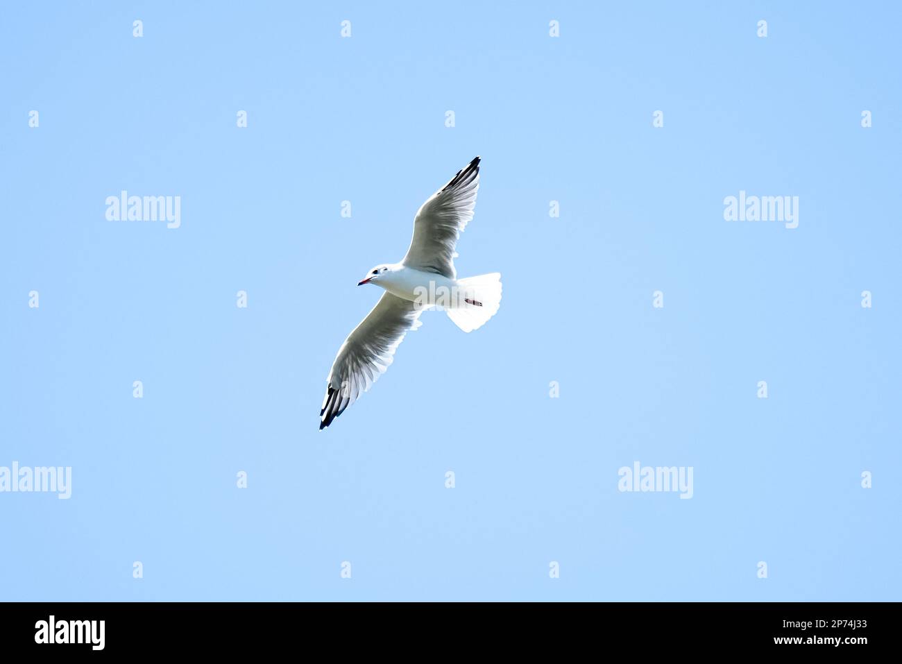 Flying seagull at the Steinhuder Meer. Water bird. Larinae Stock Photo ...