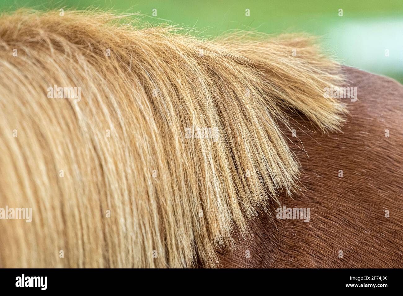 Blonde mane of a brown horse Stock Photo - Alamy