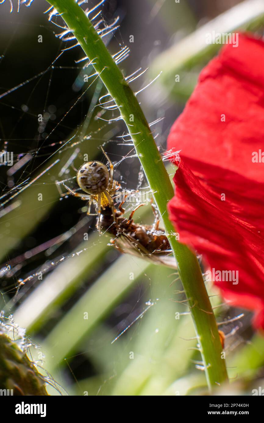 Small spider spinning its web on a flower stem attacking a trapped ...