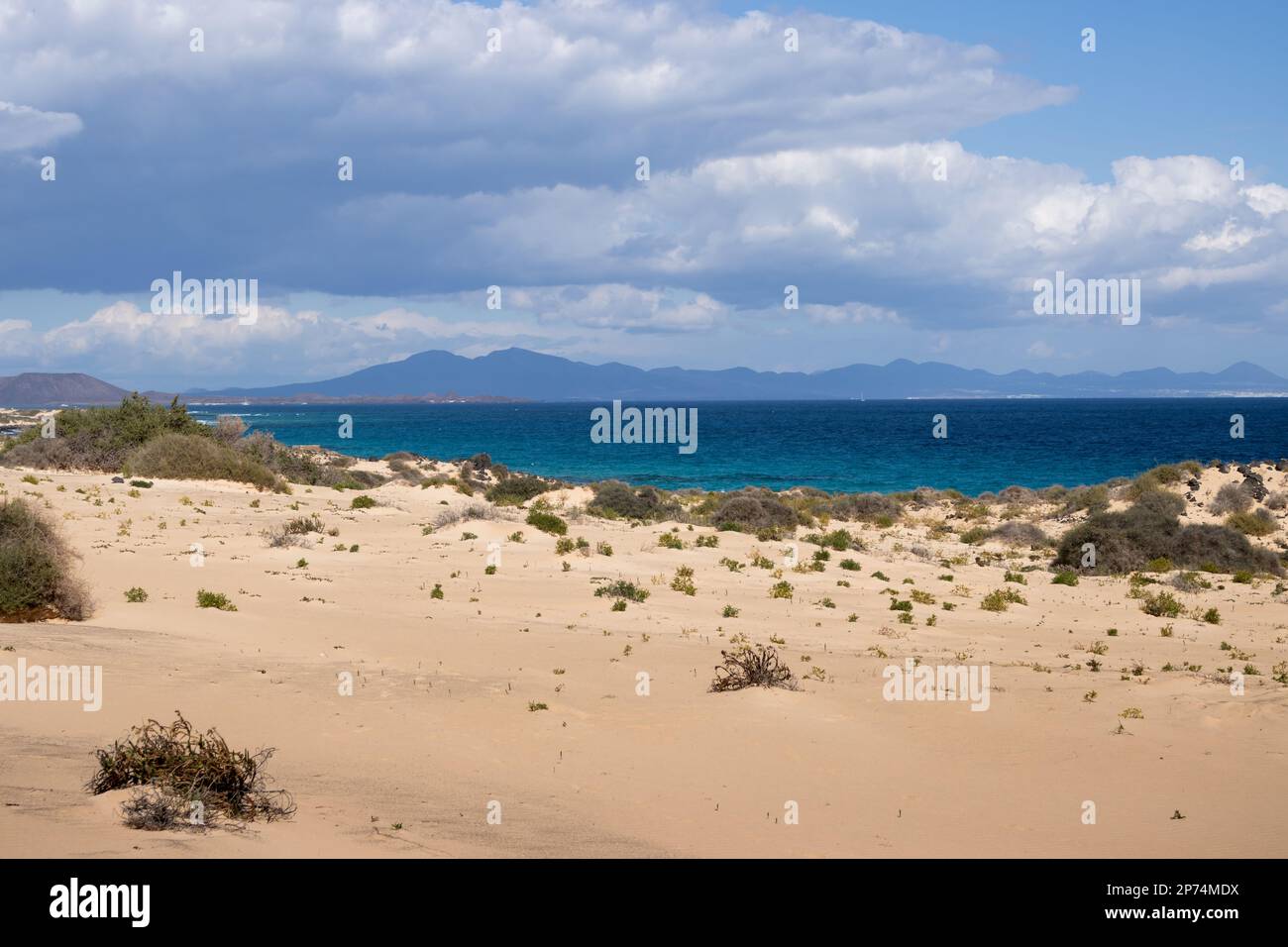 Life in the unique european desert during the winter season: many ...