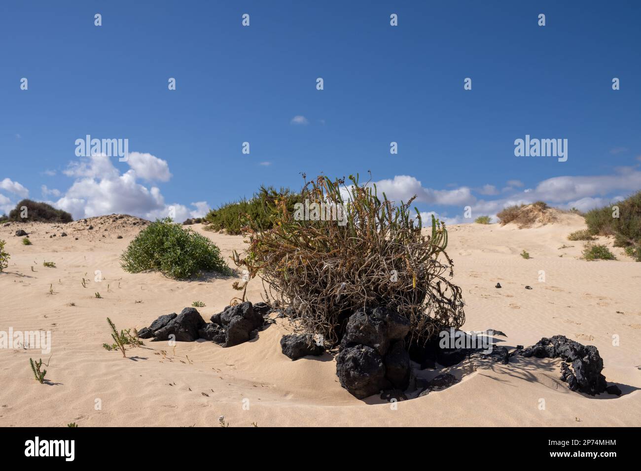 Life in the unique european desert during the winter season: many ...