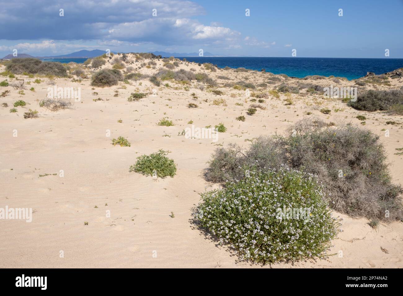 Life in the unique european desert during the winter season: many ...