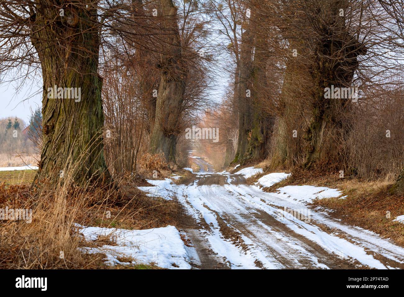 Linden trees with hoarfrost hi-res stock photography and images - Alamy