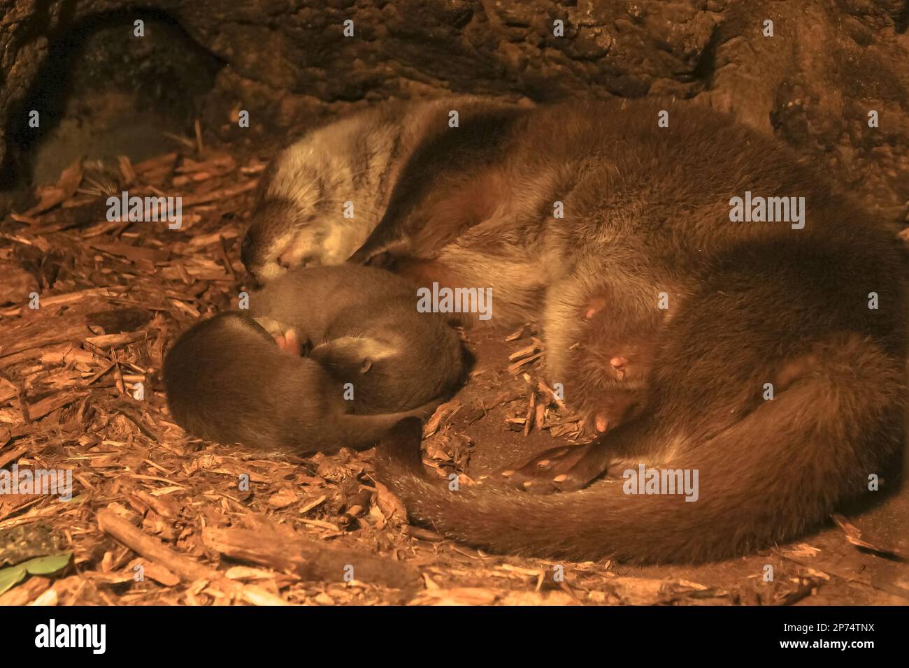 Eurasian otter mother suckling her two cubs. Parental care in otter ...