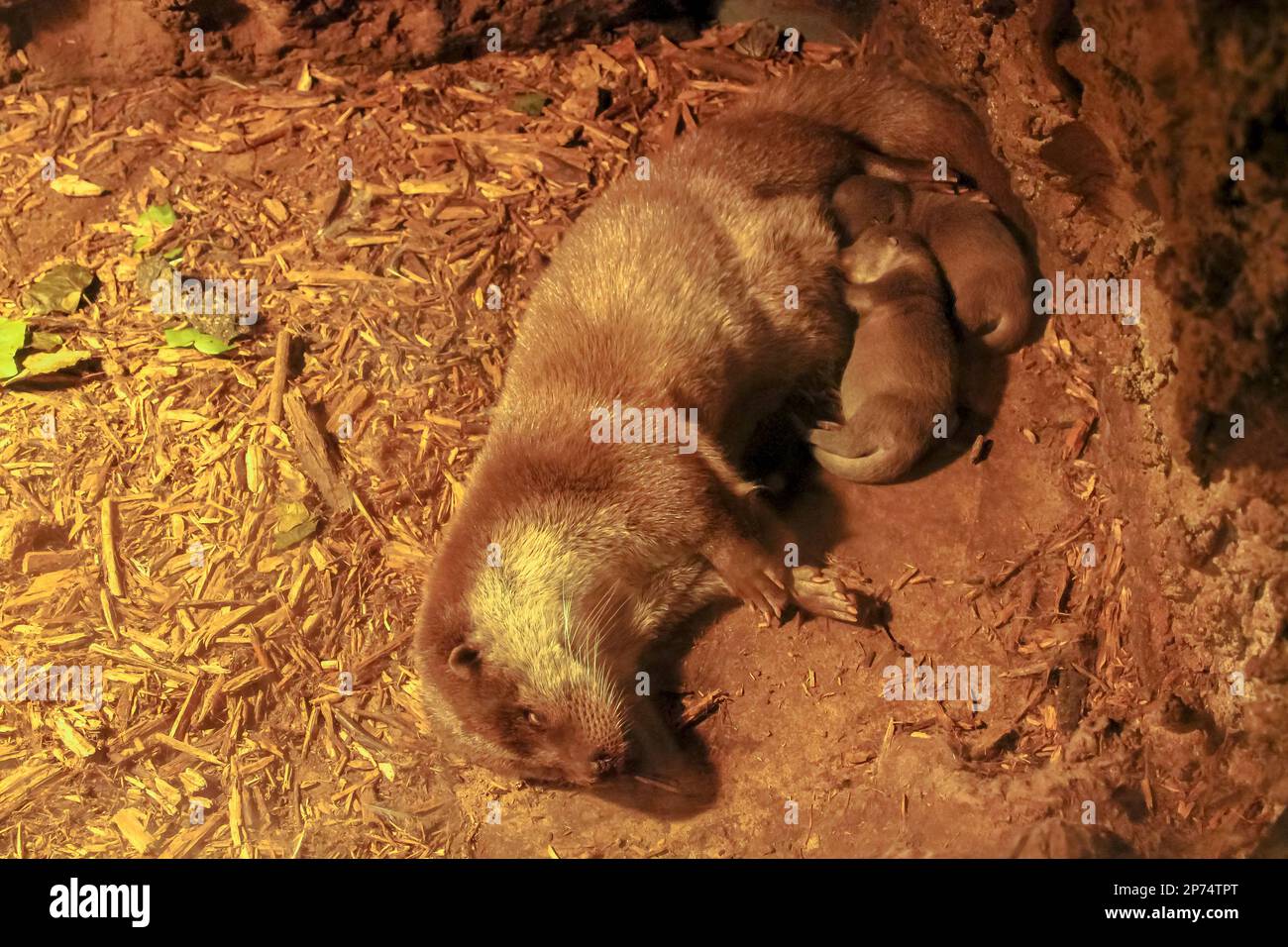 Eurasian otter suckling her two cubs. Parental care in the otter den ...