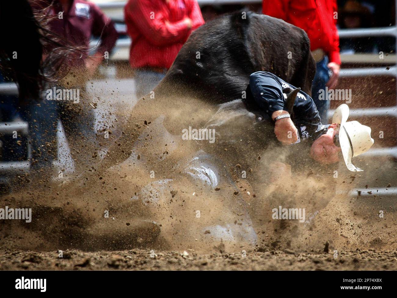 Lee Graves, from Calgary, Alberta, pulls down a steer during steer ...