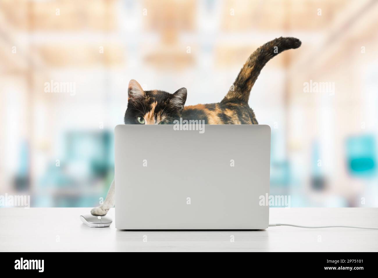 Domestic cat plays with computer on office desk Stock Photo - Alamy
