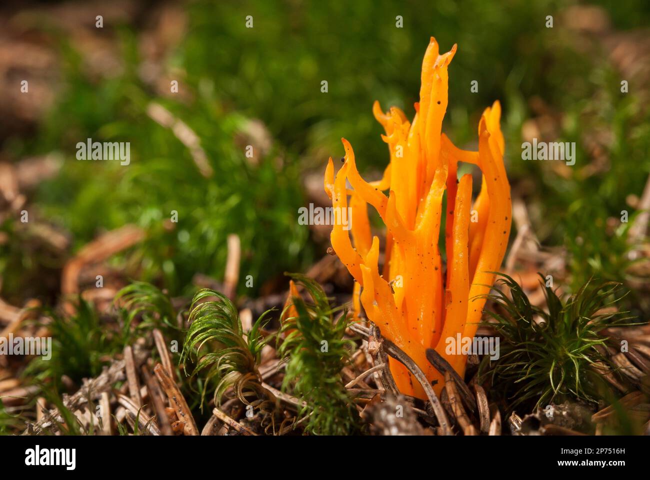 Orange mushrooms Calocera vistsosa surrounded by moss, forest floor ...