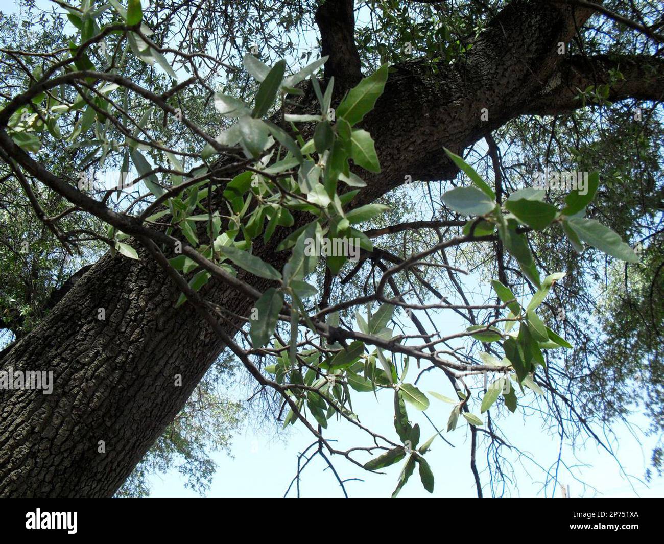 The branches of this Emory Oak tree contain bellota nuts in Cuitaca ...