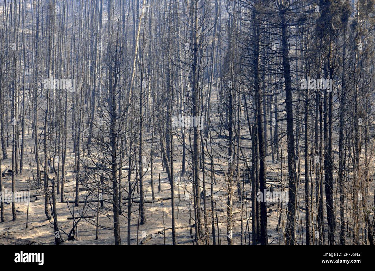 Fire damaged forest land along Camp May Road west of Los Alamos, N.M ...