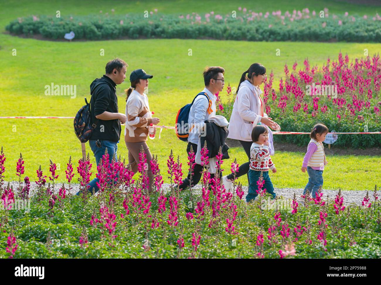 Spring flowers burst into bloom in the garden, attracting people to ...