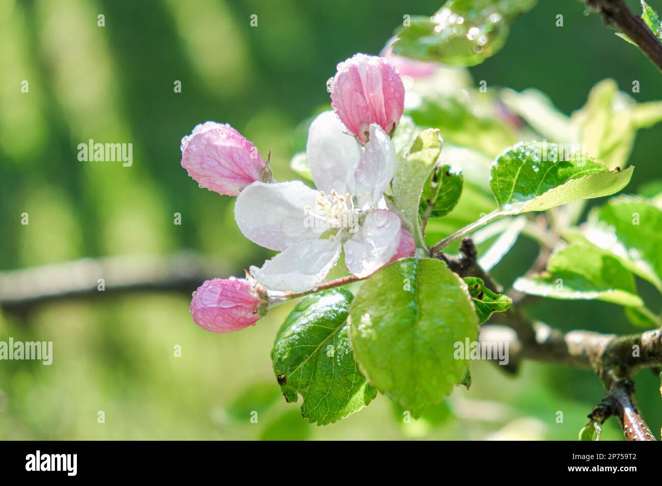 Beautiful Blooming Apple Trees in Park, Garden. Close up Apple Blossom ...