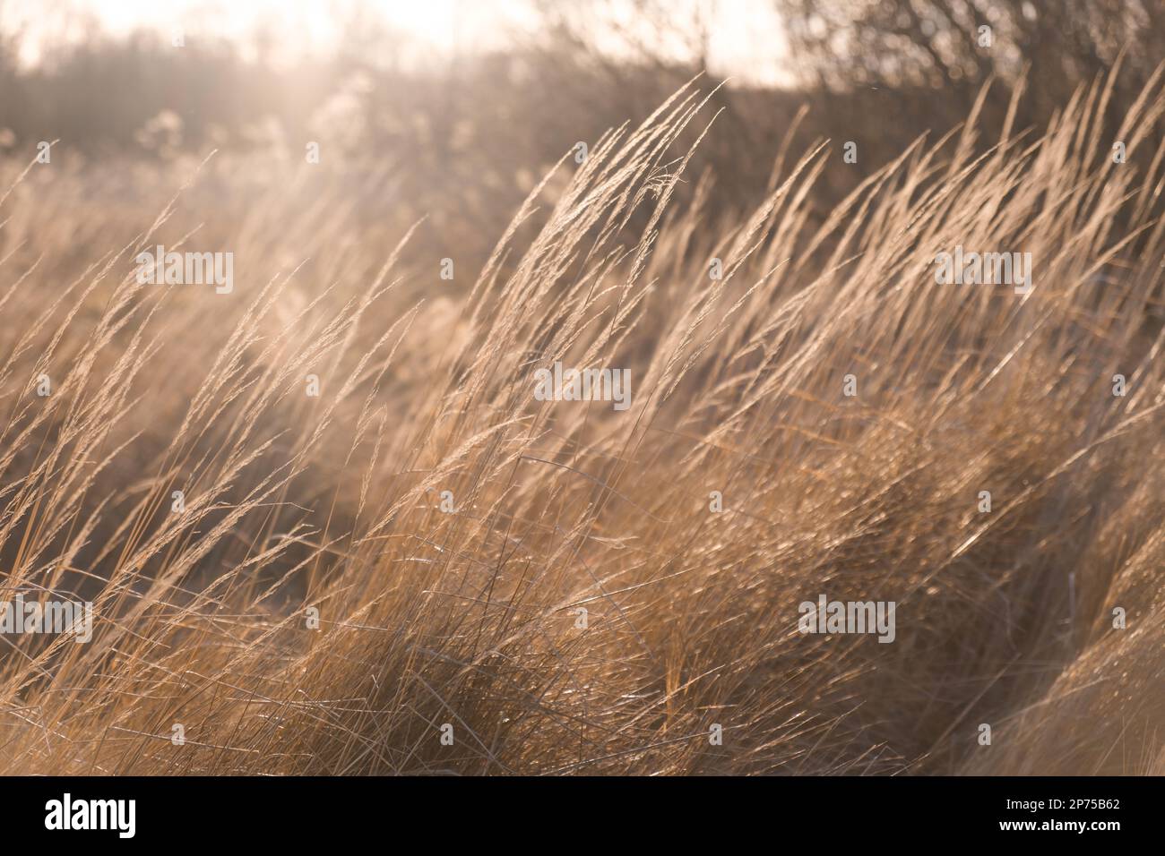 Dry sedge grass in the wind. Pastel neutral colors. Earth tones ...
