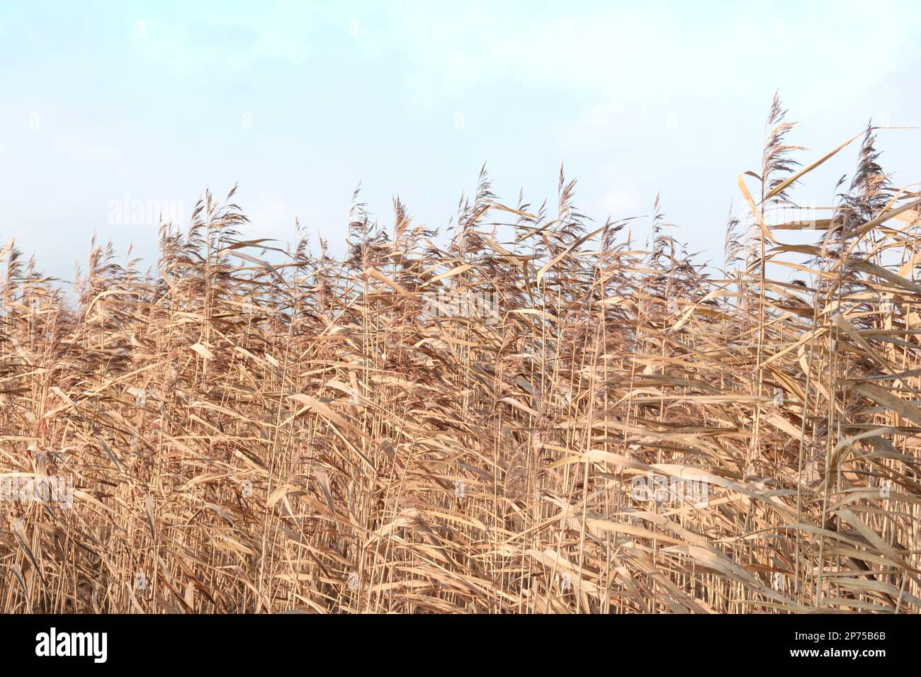Dry sedge grass in the wind next to a lake or river. Golden sedge grass ...
